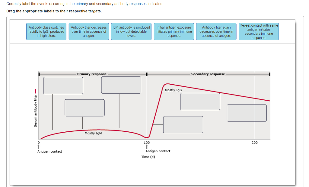 Solved Correctly Label The Events Occurring In The Primary 