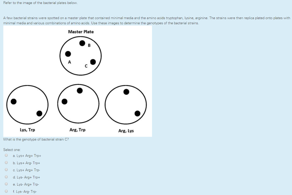 Solved Refer to the image of the bacterial plates below A | Chegg.com