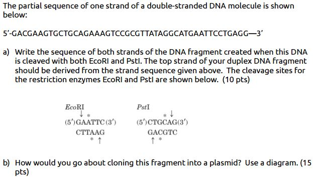Solved The partial sequence of one strand of a | Chegg.com