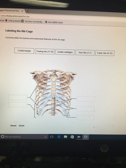 Solved Correctly Label The Bones End Anatomical Features Of Chegg