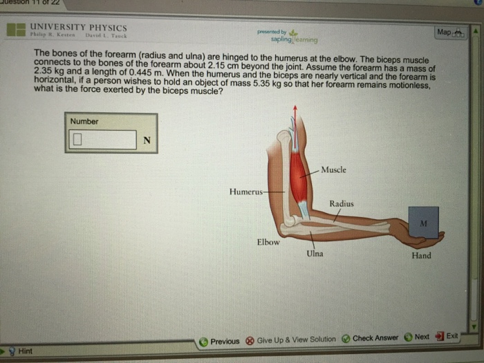 Solved The bones of the forearm (radius and ulna) are hinged | Chegg.com