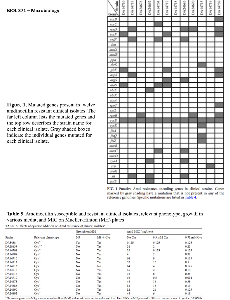 Solved Based on the observed minimum inhibitory | Chegg.com