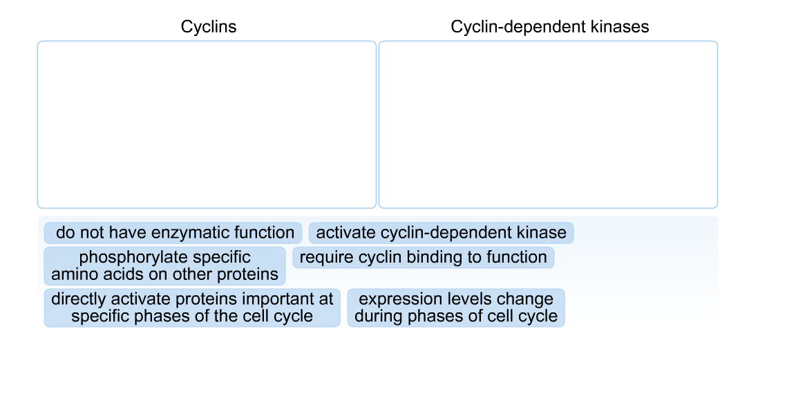 Solved Cyclins Cyclin-dependent kinases do not have | Chegg.com