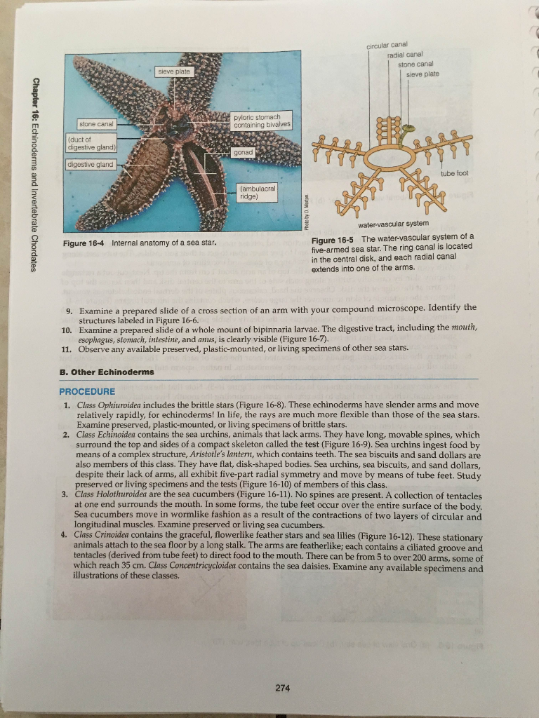 Solved Describe the distinguishing features of the animals | Chegg.com