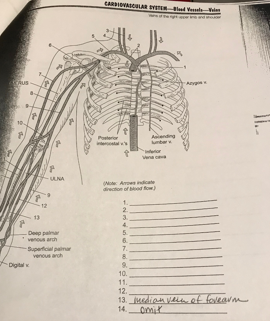 Solved CARDIOVASCULAR SYSTEM-Blood Vessels-Veins Veins of | Chegg.com