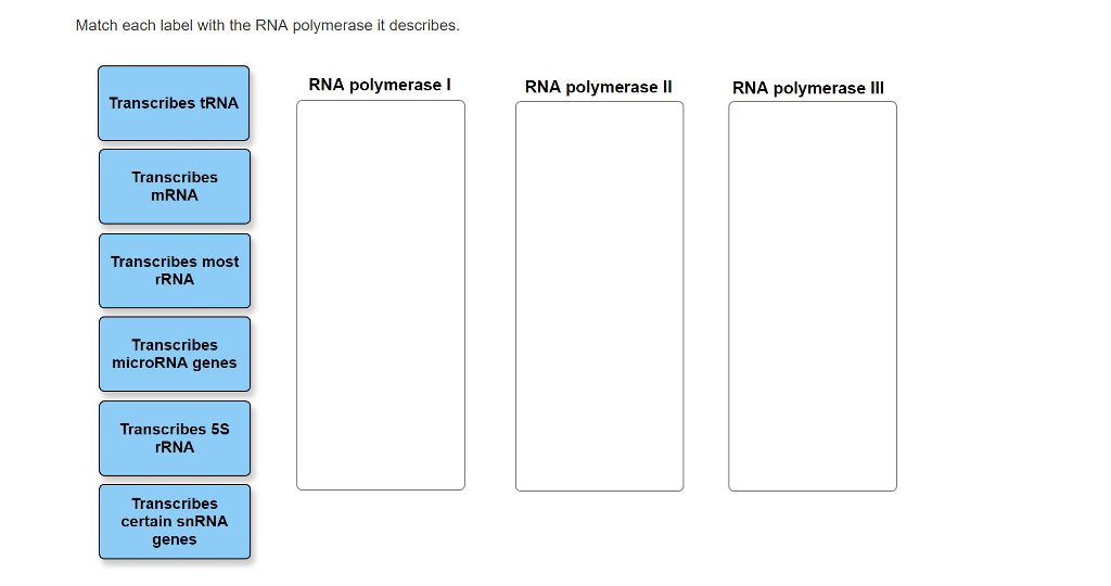 Solved Match each label with the RNA polymerase it | Chegg.com