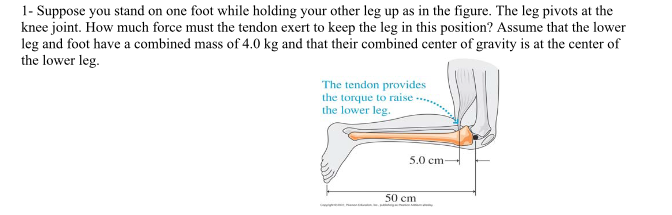 Solved 1- Suppose you stand on one foot while holding your | Chegg.com