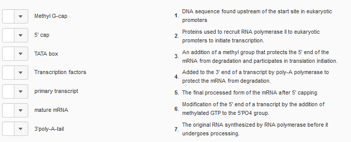 Solved Methyl G-cap 5' cap TATA box Transcription factors | Chegg.com