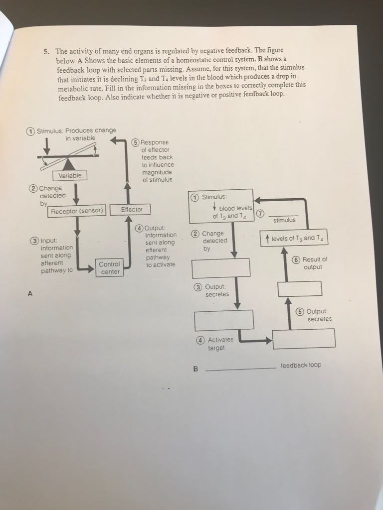 Solved 5. The activity of many end organs is regulated by | Chegg.com