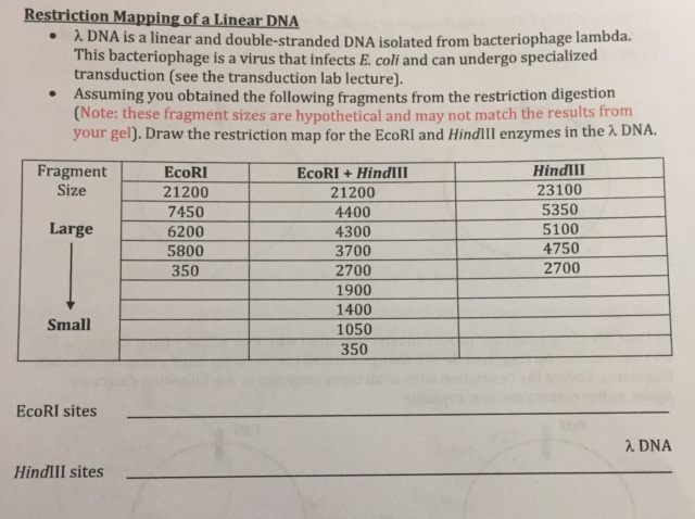 Solved Restriction Mapping of a Linear DNA . A DNA is a | Chegg.com