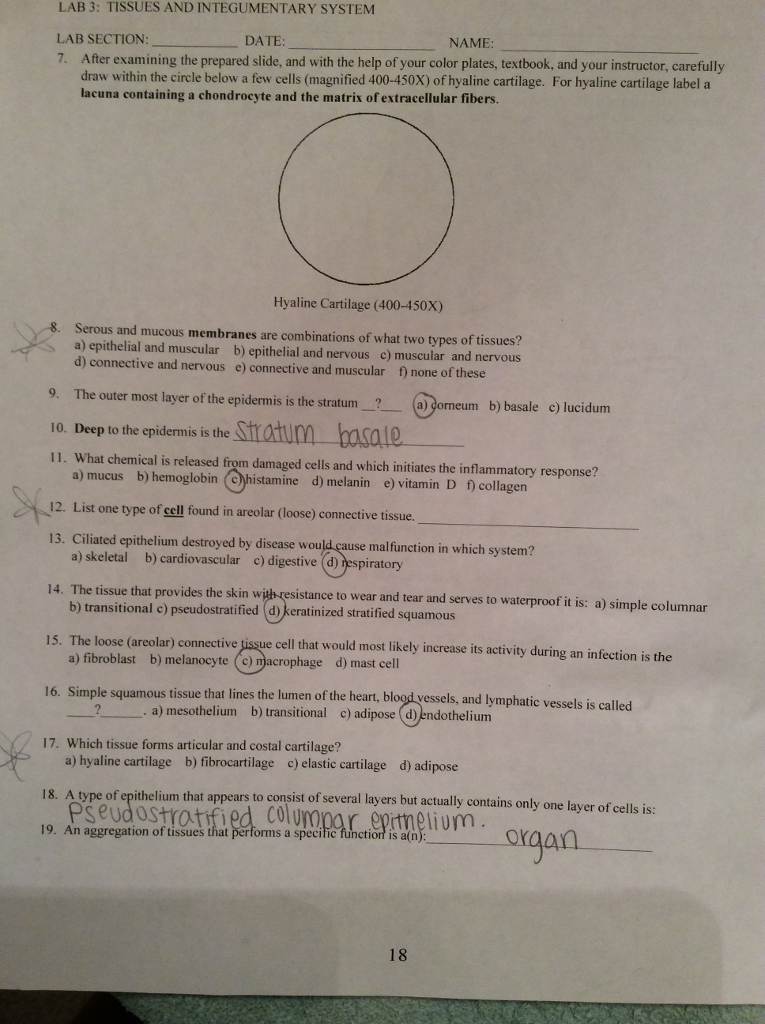 Solved After examining the prepared slide, and with the help | Chegg.com
