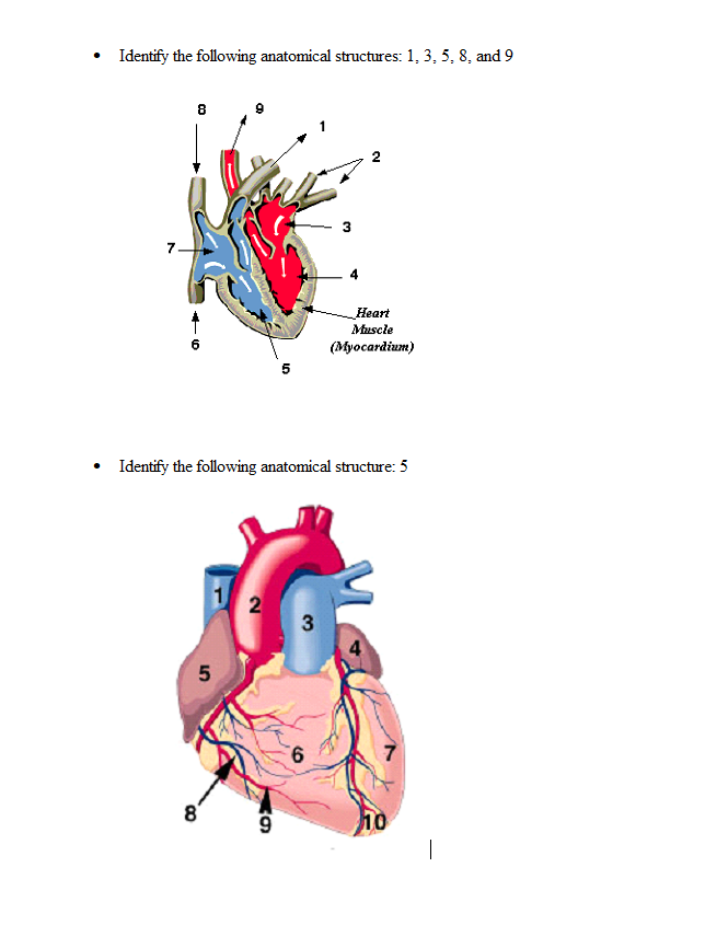 Solved Identify the following anatomical structures: 1, 3, | Chegg.com