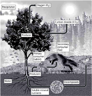 Solved In the accompanying figure, notice that the fox | Chegg.com