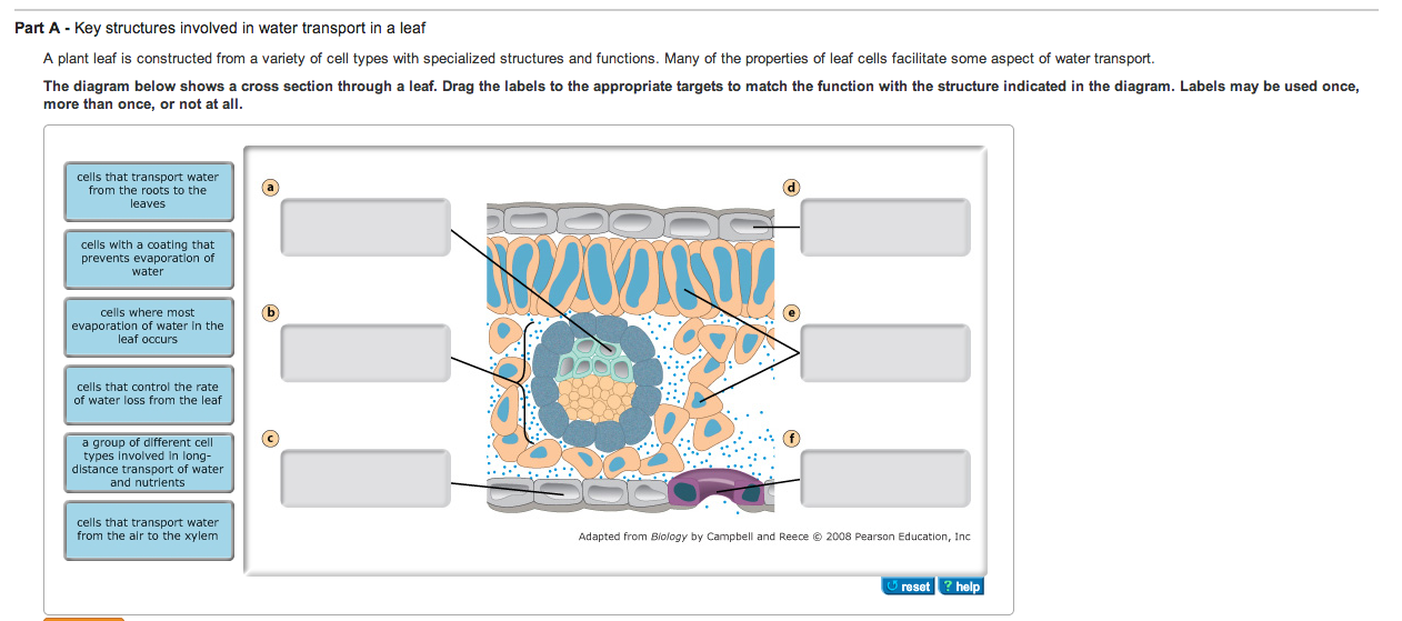 Solved Key structures involved in water transport in a leaf | Chegg.com