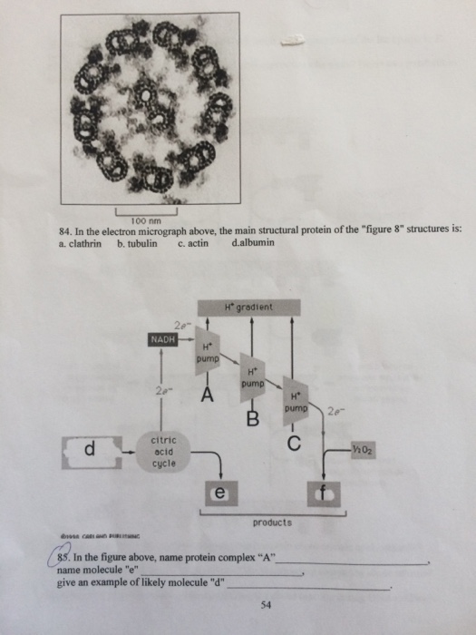 Solved 100 nm 84. In the electron micrograph above, the main | Chegg.com