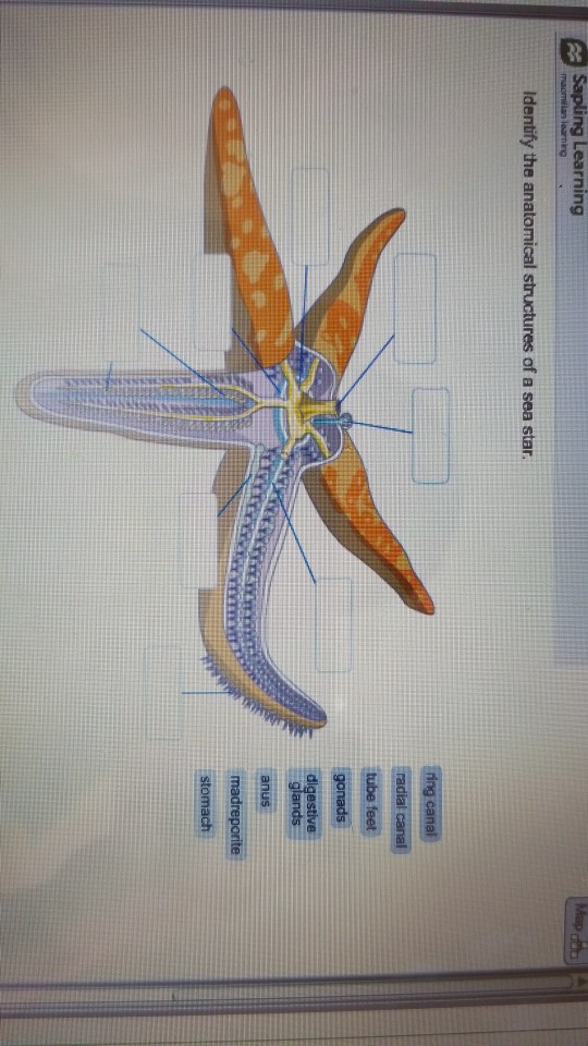 Solved earnin Identify the anatomical structures of a sea | Chegg.com Solved earnin Identify the anatomical structures of a sea | Chegg.com