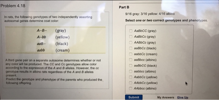 Solved In rats, the following genotypes of two independently | Chegg.com