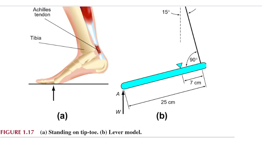 Solved The position of the foot when standing on tiptoe is | Chegg.com
