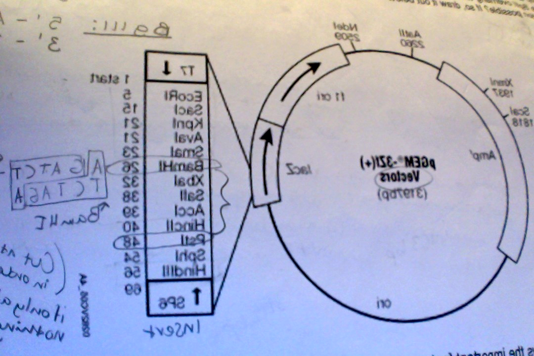 Solved In plasmid pGEM -3Z f(+) if I cut from Bam HI and | Chegg.com