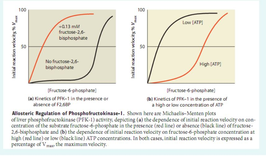 Solved Explain the effect of F2,6BP on enzyme activity as | Chegg.com