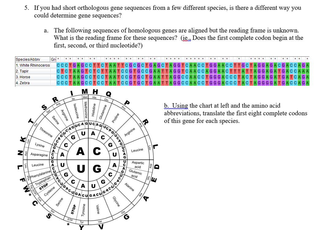 Solved 5. If you had short orthologous gene sequences from a | Chegg.com