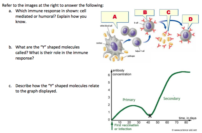 Humoral Response Graph