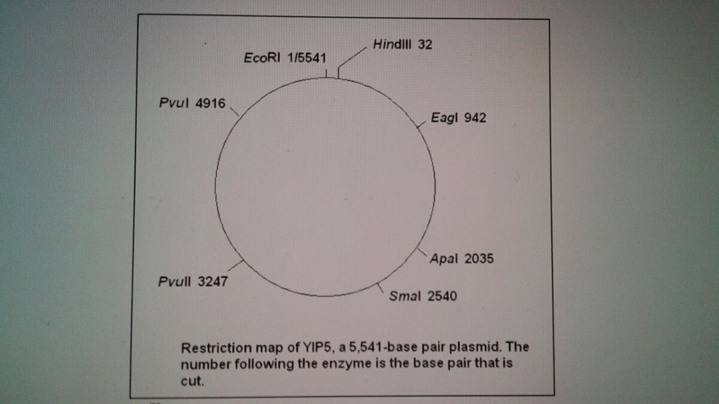 Solved Hindill 32 EcoRI 1/5541 Pvul 4916 Eagl 942 Apal 2035 | Chegg.com