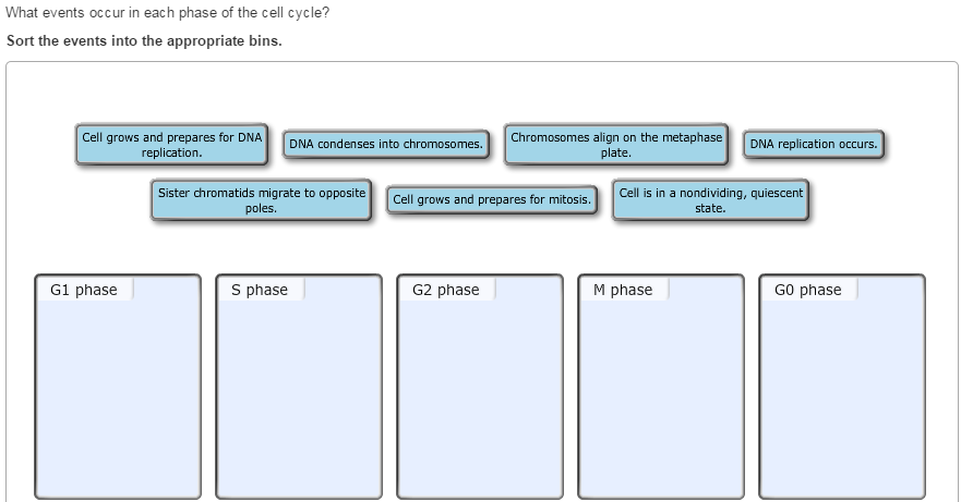 Solved What events occur in each phase of the cell cycle? | Chegg.com