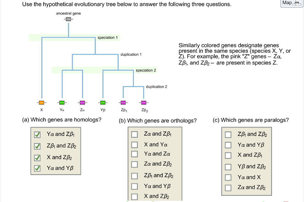 Solved Use the hypothetical evolutionary tree below to | Chegg.com
