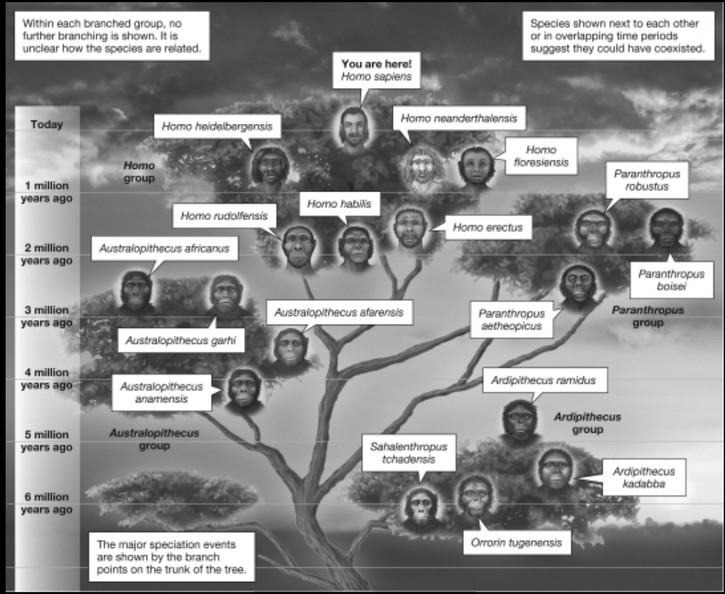 Solved Short Answer Using this hominin evolutionary tree, | Chegg.com