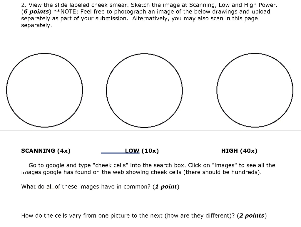 Labeled Cheek Cell 40x