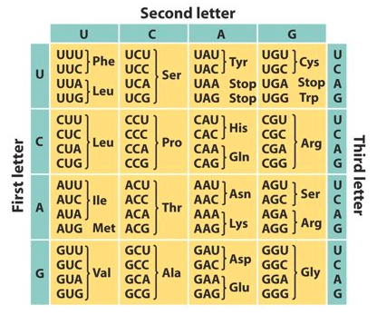 Solved In this DNA molecule: 3' c a a t t g a t a g g | Chegg.com
