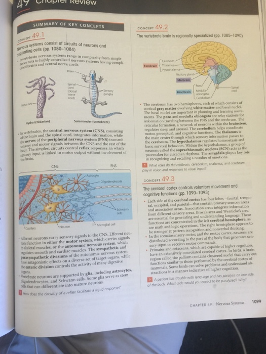 Invertebrate systems range in complexity from simple | Chegg.com