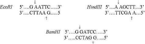 Using PCR, you want to amplify the gene M (NCBI | Chegg.com
