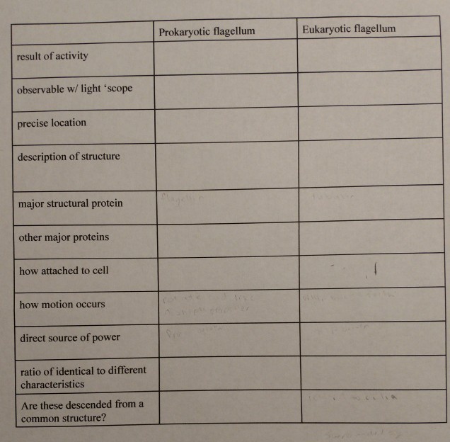 Solved Prokaryotic flagellum Eukaryotic flagellum result of | Chegg.com