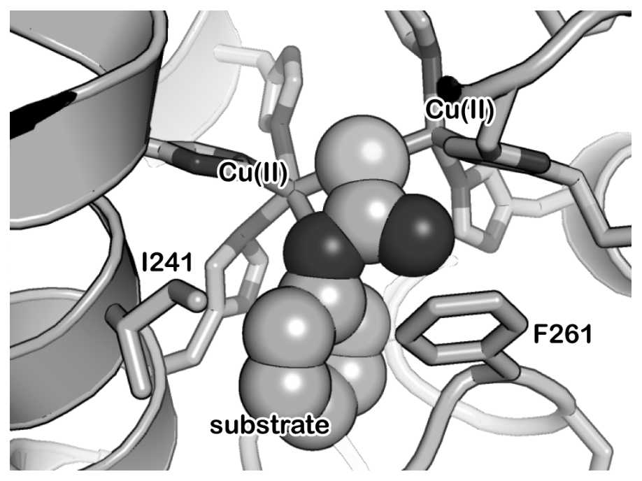 Solved Catechol oxidase is a plant enzyme that uses two | Chegg.com