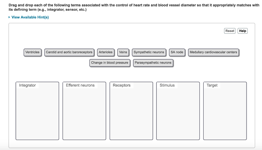 Solved Drag and drop each of the following terms associated | Chegg.com