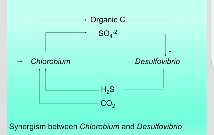 Solved Organic C SO42 Chlorobium Desulfovibrio H2S CO2 | Chegg.com