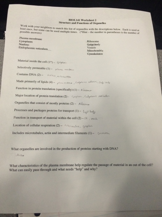 Dna Structure And Function Worksheet Answers - Chart Sheet Gallery