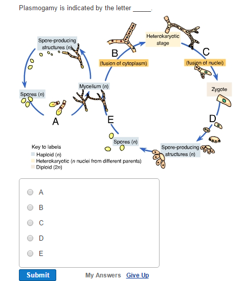 Solved Plasmogamy is indicated by the letter Heterokaryotic | Chegg.com