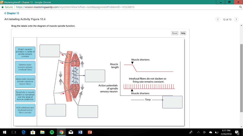 Drag The Labels Onto The Diagram Of Muscle Spindle Function.
