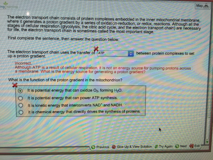 Solved The electron transport chain consists of protein | Chegg.com