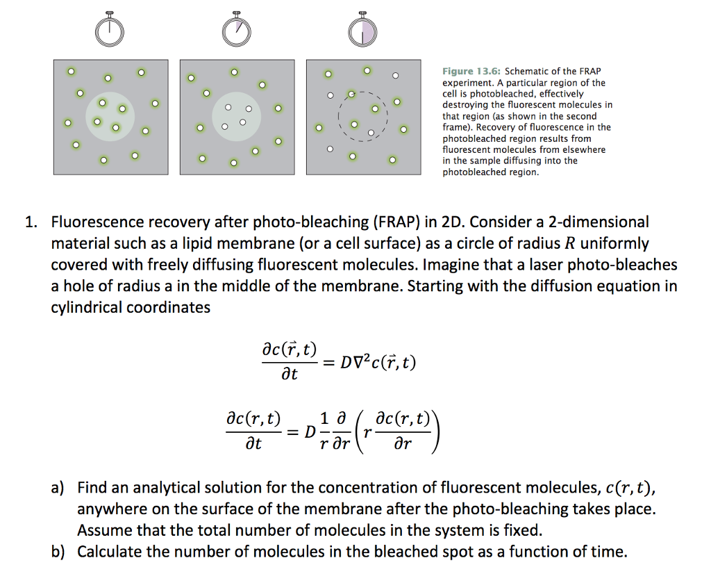 Solved CLP Figure 13.6: Schematic of the FRAP experiment. A | Chegg.com