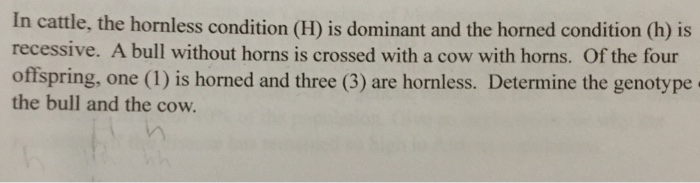 Solved In cattle, the hornless condition (H) is dominant and | Chegg.com