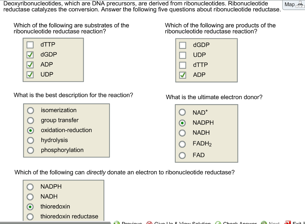 Solved Deoxyribonucleotides, which are DNA precursors, are | Chegg.com