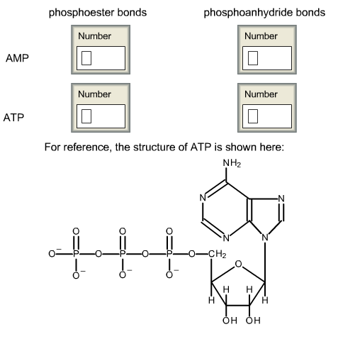 Solved How many phosphoester (phosphate ester) and | Chegg.com