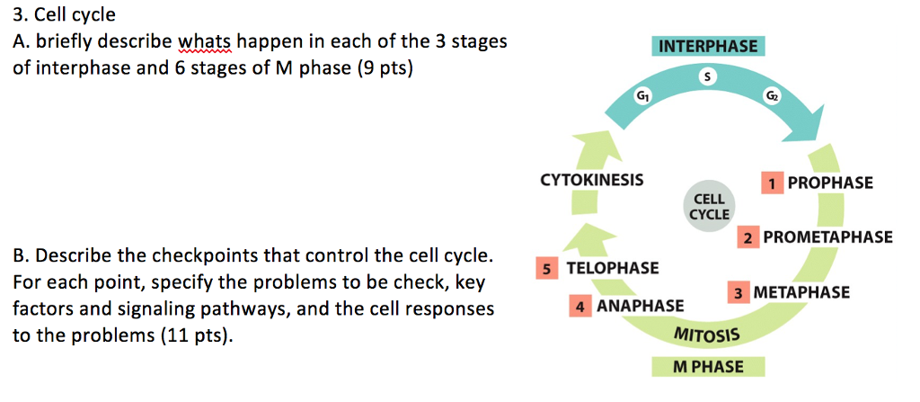 Interphase Stages Description / The Cell Cycle Biology I : It is ...