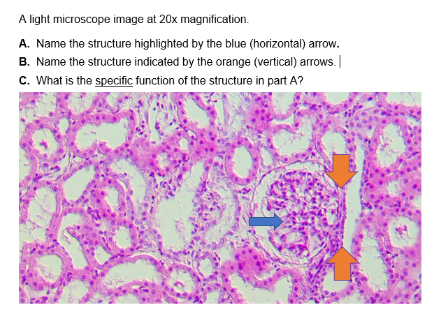 Solved A light microscope image at 20x magnification A. Name | Chegg.com