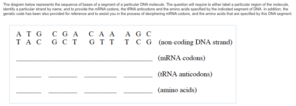 Solved The diagram below represents the sequence of bases of | Chegg.com