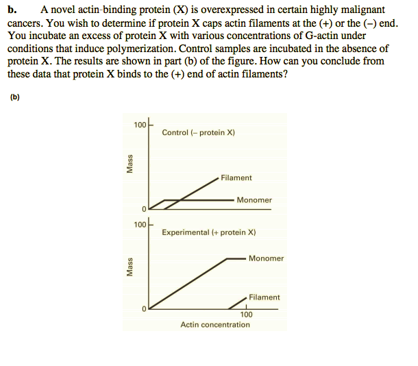 Solved Understanding of actin filaments has been greatly | Chegg.com
